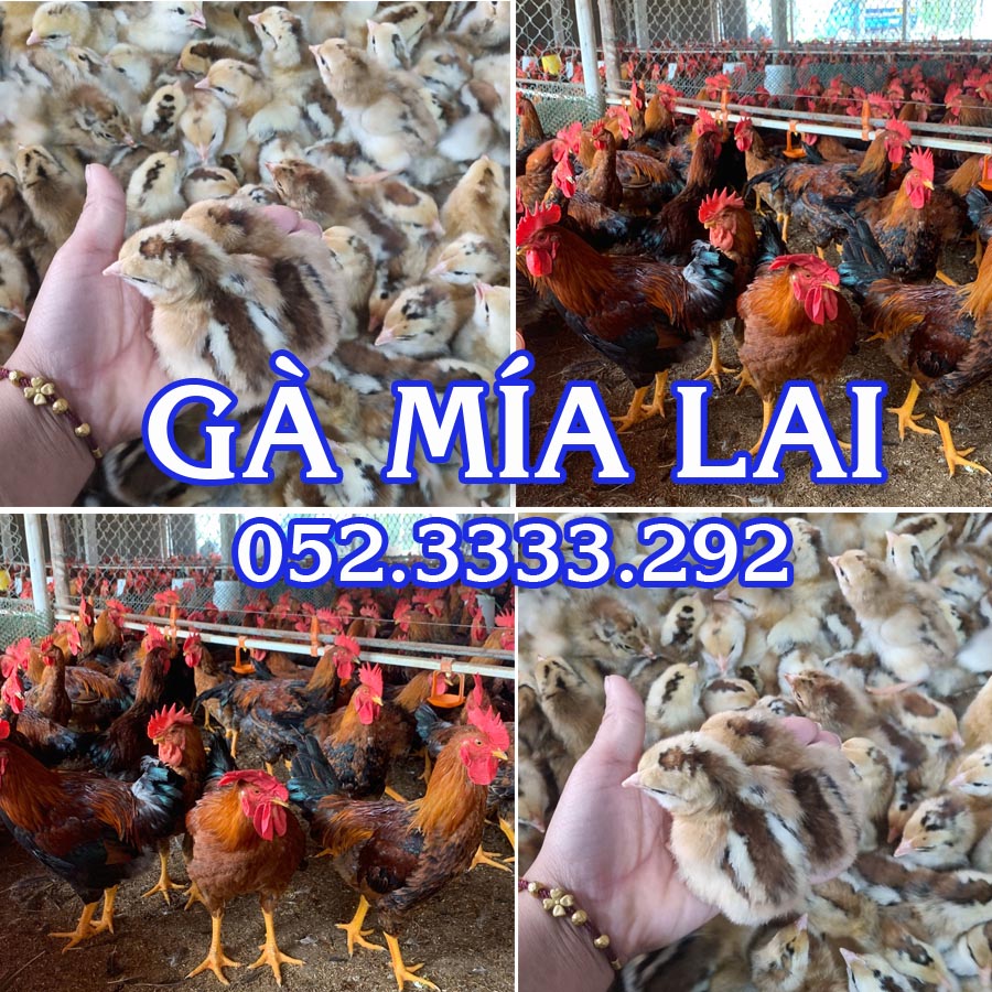 Gà mía lai - Trại giống gia cầm Phú Quý