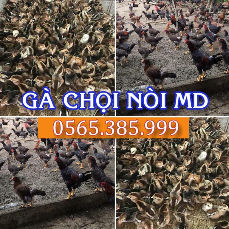Gà chíp mận - Gà chip tầu - Trại giống gia cầm Phú Quý