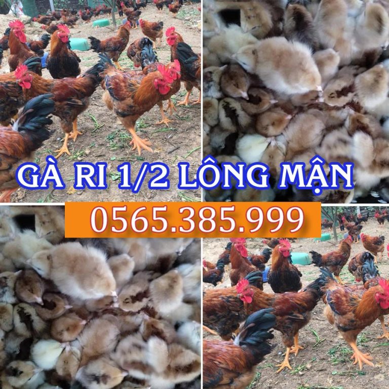 Gà chíp mận - Gà chip tầu - Trại giống gia cầm Phú Quý