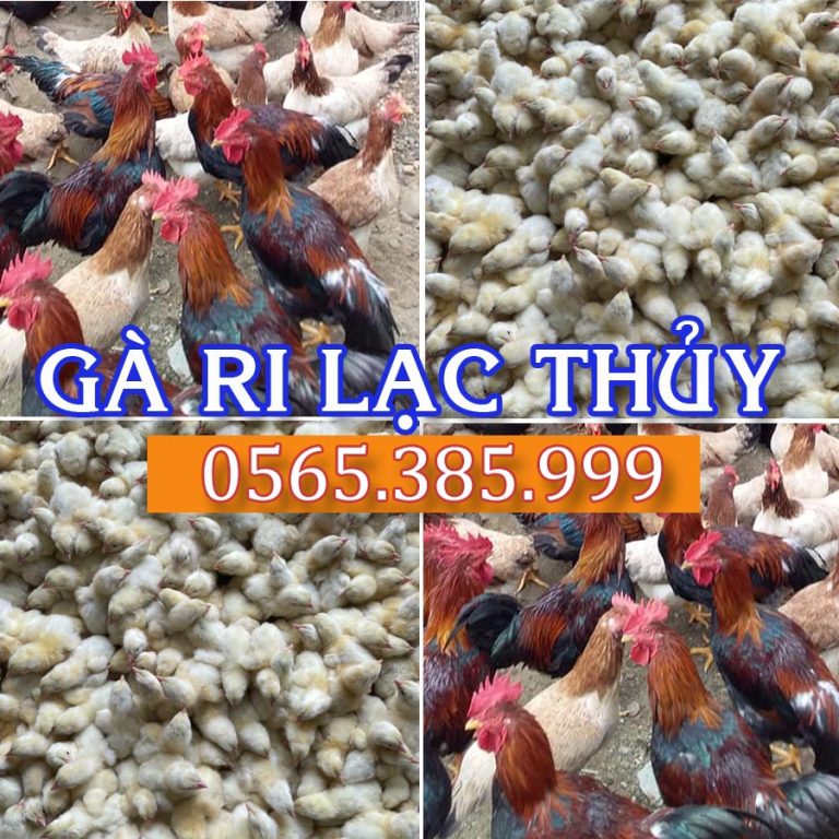 Gà chíp mận - Gà chip tầu - Trại giống gia cầm Phú Quý