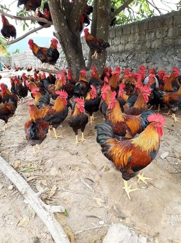 Gà chíp mận - Gà chip tầu - Trại giống gia cầm Phú Quý