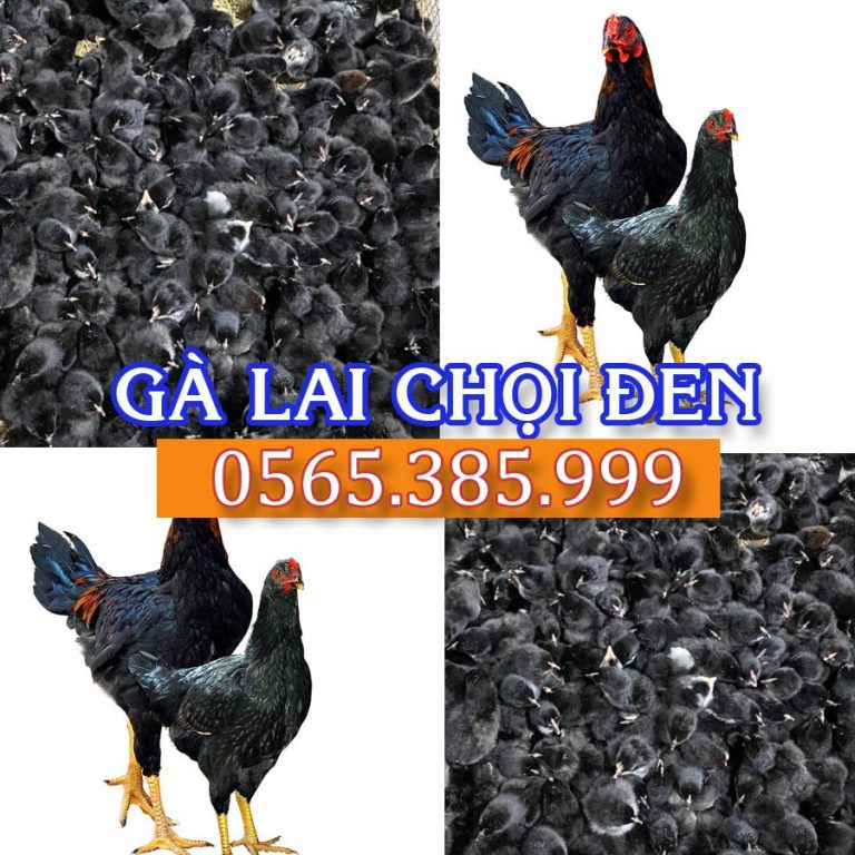 Gà chíp mận - Gà chip tầu - Trại giống gia cầm Phú Quý