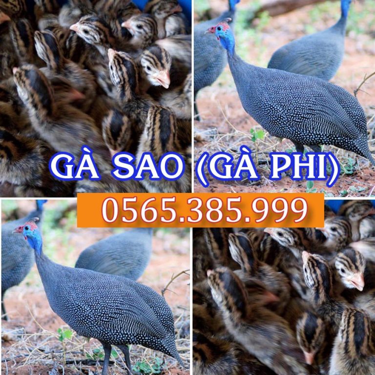 Gà chíp mận - Gà chip tầu - Trại giống gia cầm Phú Quý